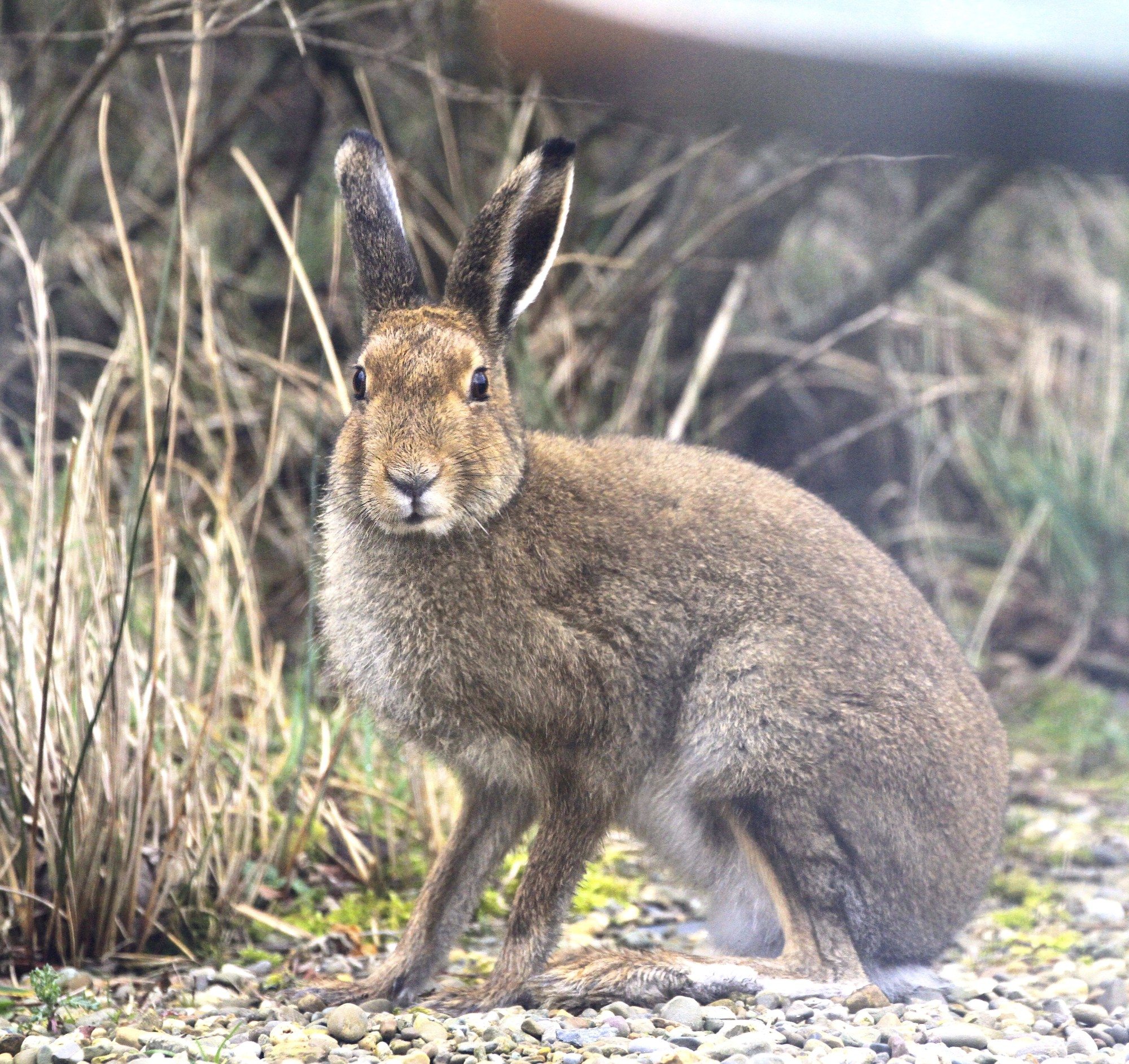 Mad as a March Hare - Foxglove Lane