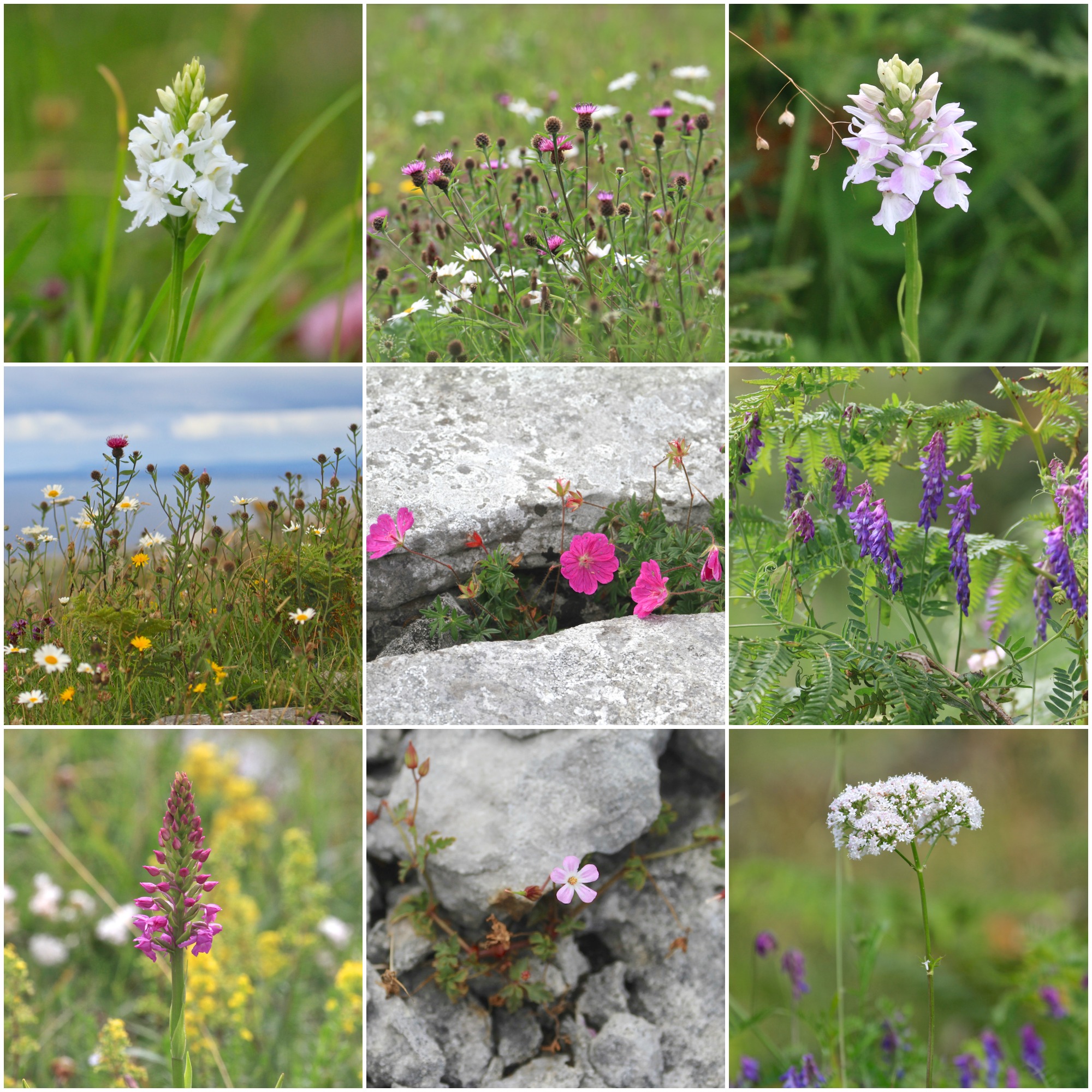 A sideways glimpse at the Burren - Foxglove Lane