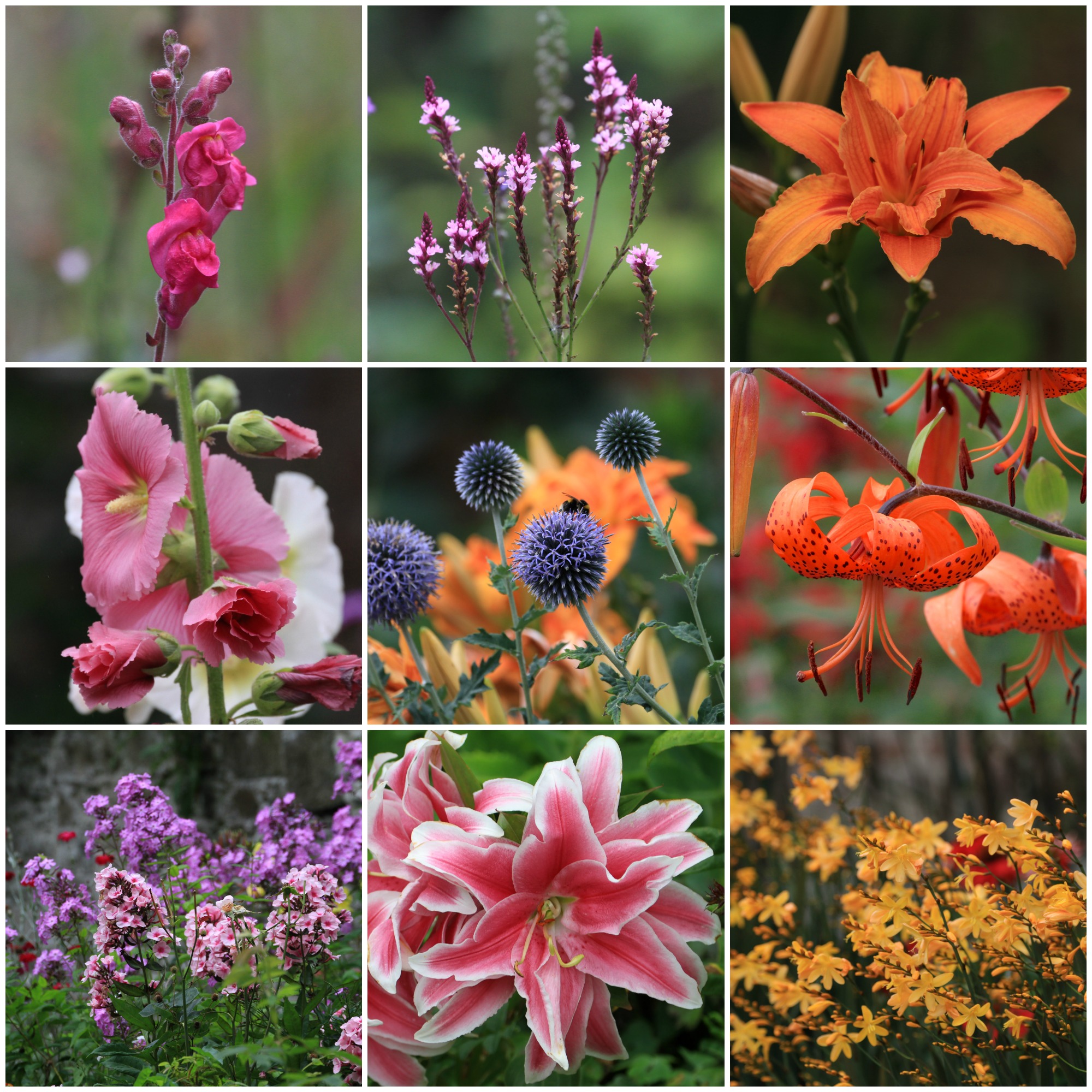 Full on summer in the garden - Foxglove Lane
